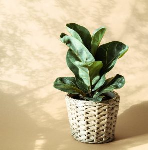 A lantlevelű fikusz (Ficus lyrata) ültetése, gondozása, szaporítása ...