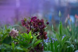 A fekete hunyor (Helleborus niger) gondozása, ültetése, szaporítása ...